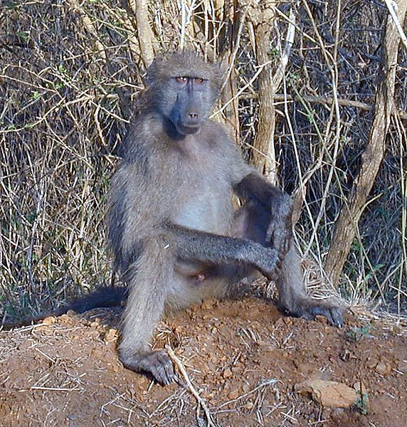 Baboon photo, Kruger National Park South Africa