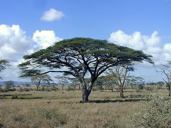 Acacia Tree, Tanzania photo, Serengeti National Park Tanzania