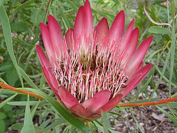 National Flower Of South Africa Cape Town South Africa - Infoupdate.org