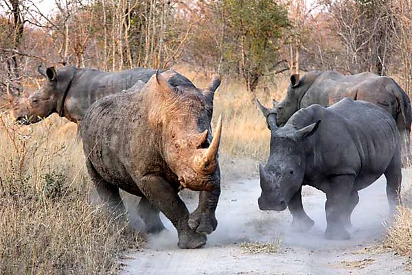 Charging Rhino Wallpaper