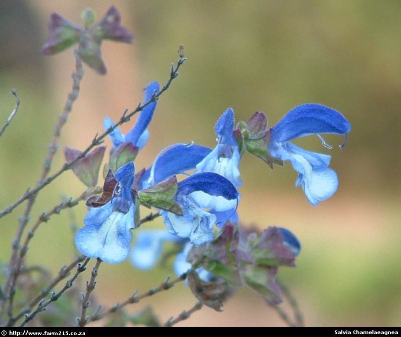 Sutherlandia Frutescens - JungleKey.fr Image