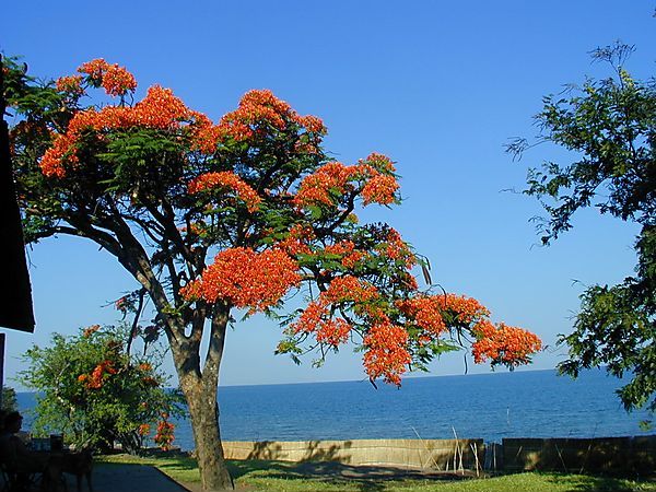 Flamboyant Tree, Malawi photo, Senga Bay Malawi Africa