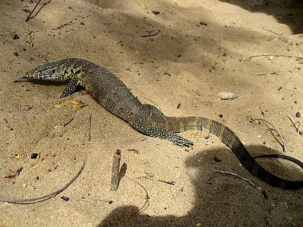 Monitor Lizzard, Malawi photo, Salima Malawi Africa