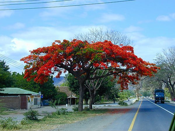 Flamboyant Tree, Tanzania photo, Tanzania Africa