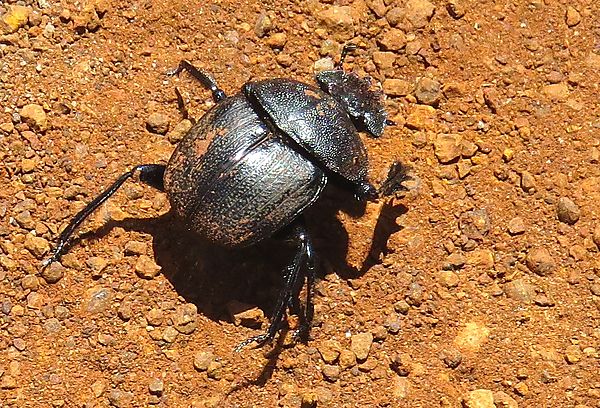 Some kind of beetle photo, Nairobi Kenya Africa