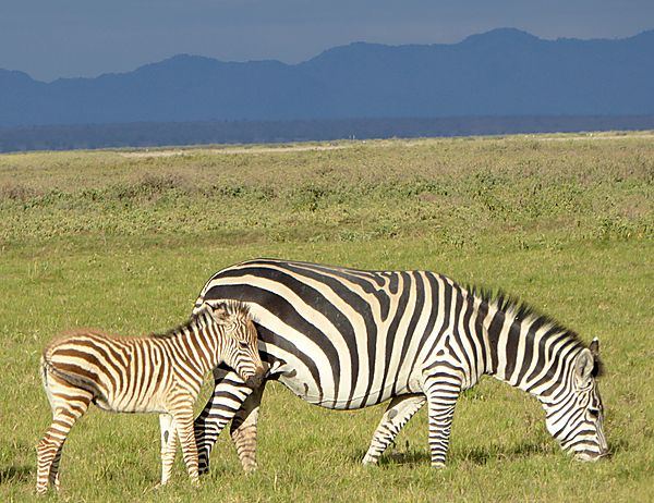 Zebra Calf