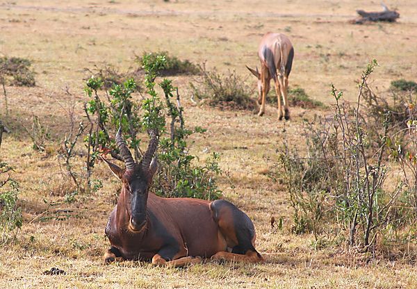 Tope Antelope photo, Masai Mara Kenya Africa