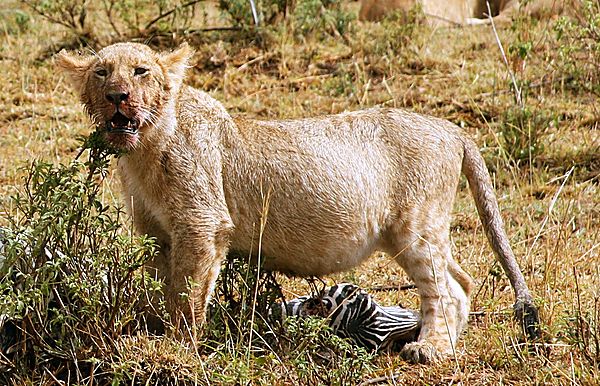 Lion after a feast photo, Masai Mara Kenya Africa