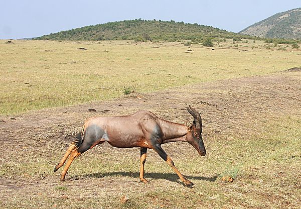 Running Topi Antelope photo, Masai Mara Kenya Africa