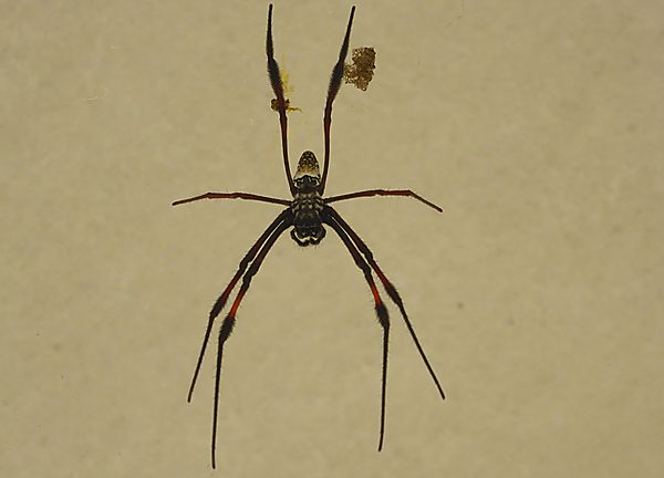 Huge Spider photo, Malawi Africa
