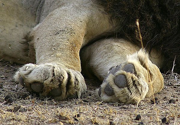 Lion Back Foot