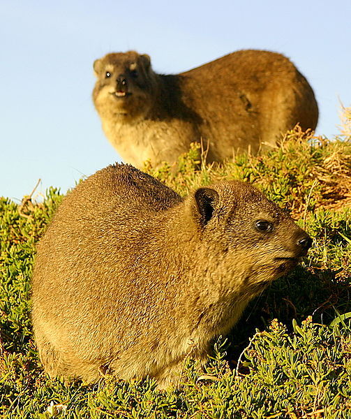 Rock Hyrax (dassies) photo, South Africa