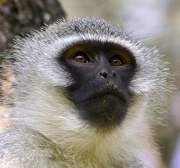 Vervet Monkey photo, Victoria Falls Zimbabwe Africa