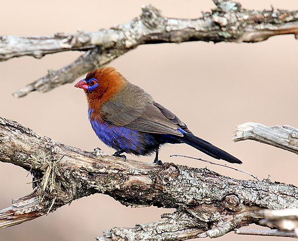 Purple Grenadier photo, Masai Mara Kenya Africa