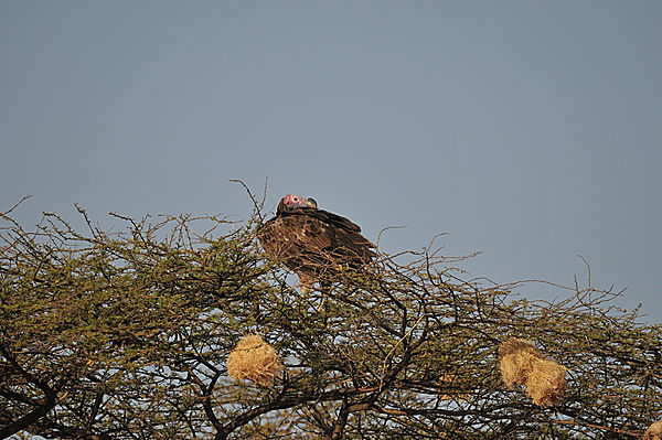 Pink Headed Vulture photo, Samburu Kenya Africa
