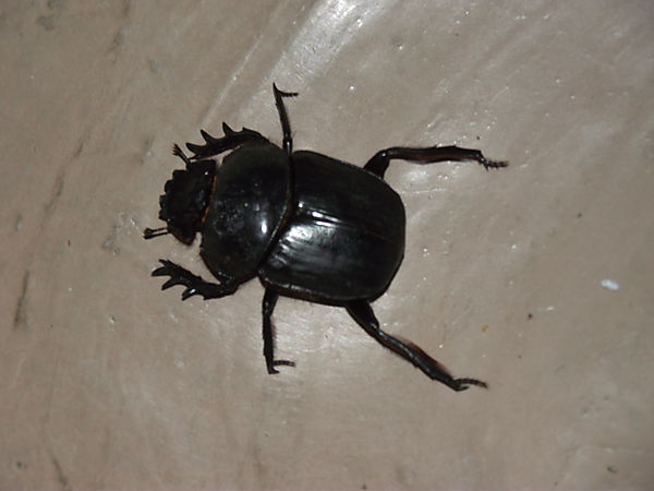 Dung Beetle photo, Botswana Africa