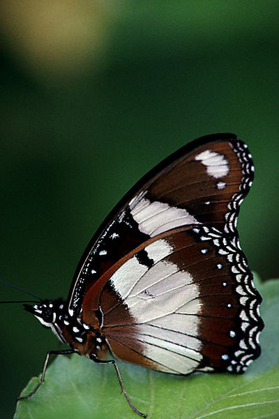 African Monarch photo, Etosha Namibia Africa