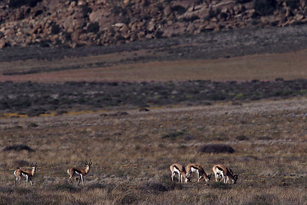 Springbok photo, Springbok South Africa