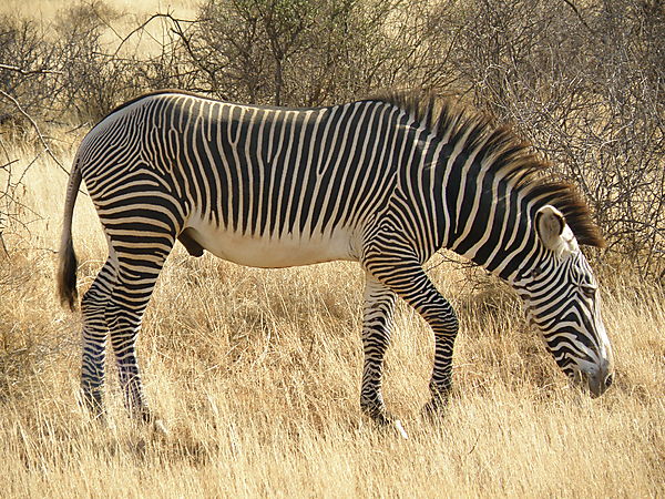 Grevy's Zebra photo, Samburu Kenya Africa