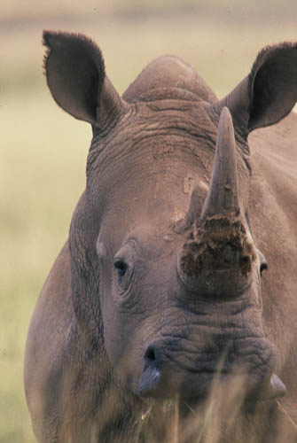 Close Up White Rhino In Long Winter Grass photo, Harrismith South Africa