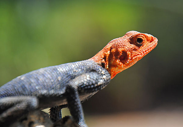 male agama lizard photo, Namibia Africa