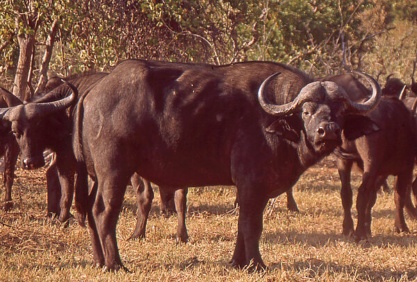 CapeBuffalo photo, Chobe Botswana Africa