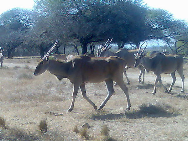 Nguni Nature Sanctuary photo, Mombasa Kenya Africa