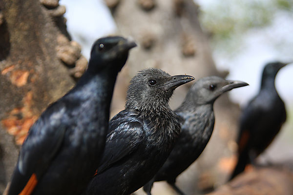 Black Crow photo, Kruger National Park South Africa