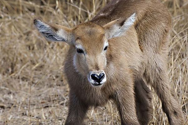Baby Waterbuck