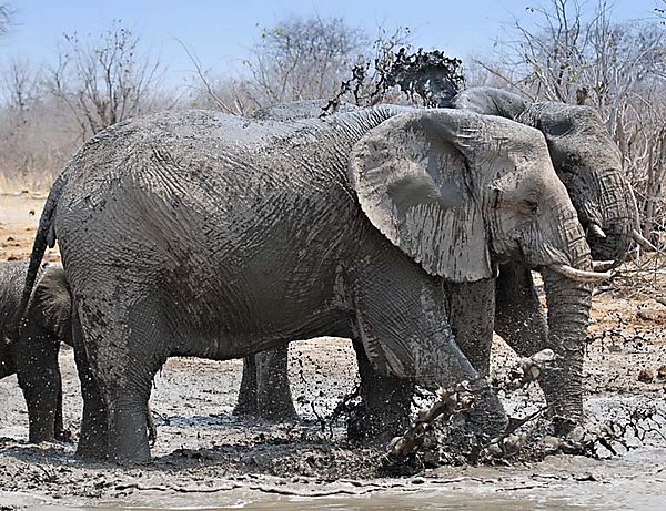 Making Mud photo, Etosha Namibia Africa