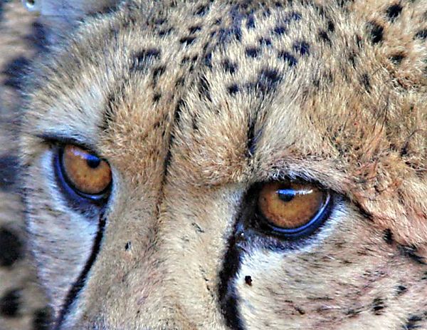 Cheetah Eyes