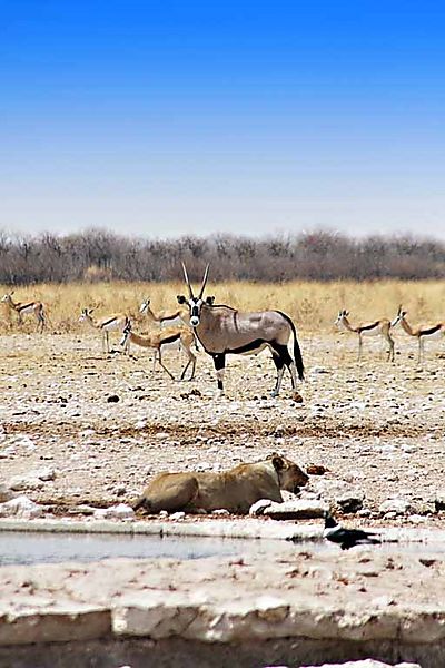 Wish He Would Leave photo, Etosha Namibia Africa
