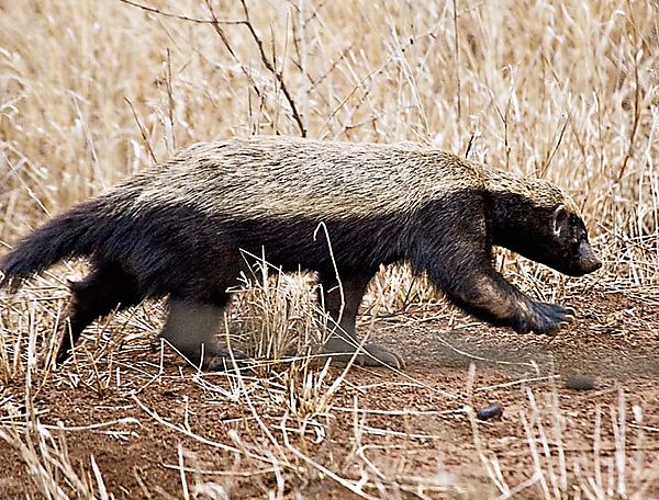 Honey Badger photo, Kruger National Park South Africa