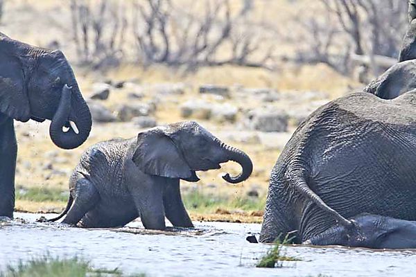 Elephant 10 photo, Etosha Namibia Africa