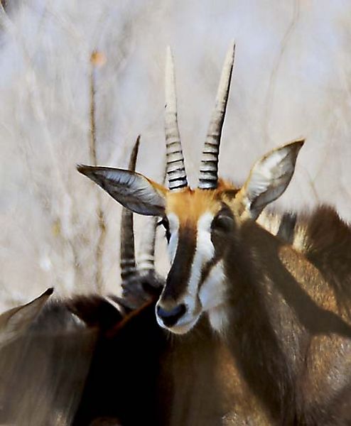 Sable 1 photo, Kruger National Park South Africa