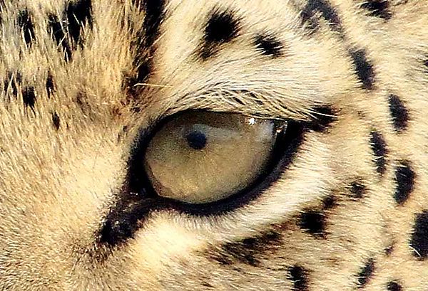 Leopard Eye Close Up