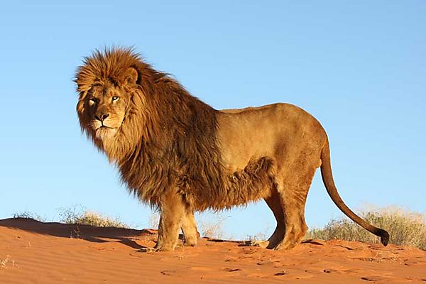 Barbary Lions In Morocco - Infoupdate.org
