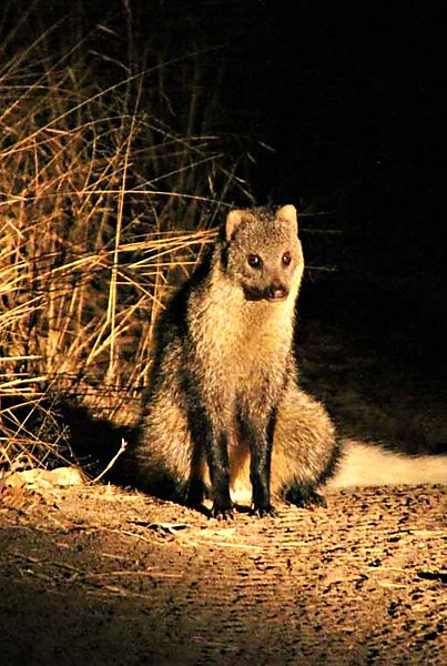 White Tailed Mongoose