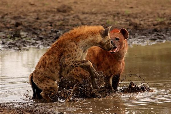 African Hyena Fight