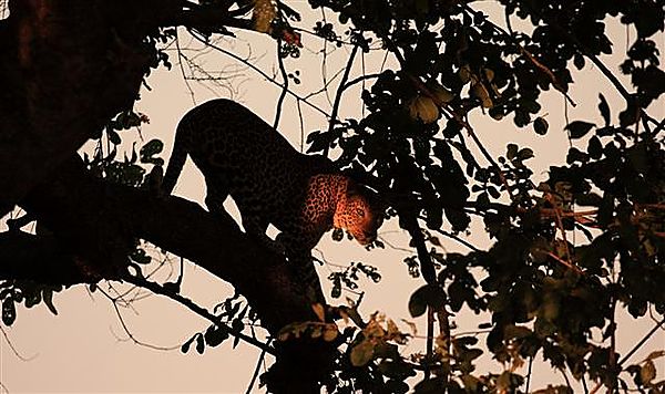 Leopard Shadow photo, South Luangwa National Park Zambia Africa
