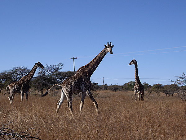 Antelope Park Giraffe photo, Zimbabwe Africa